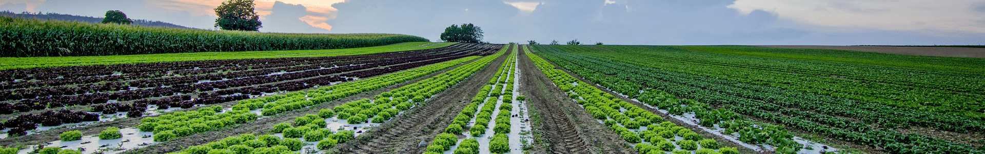 Food Supply Chain Fairness Bill and the Groceries Code Adjudicator